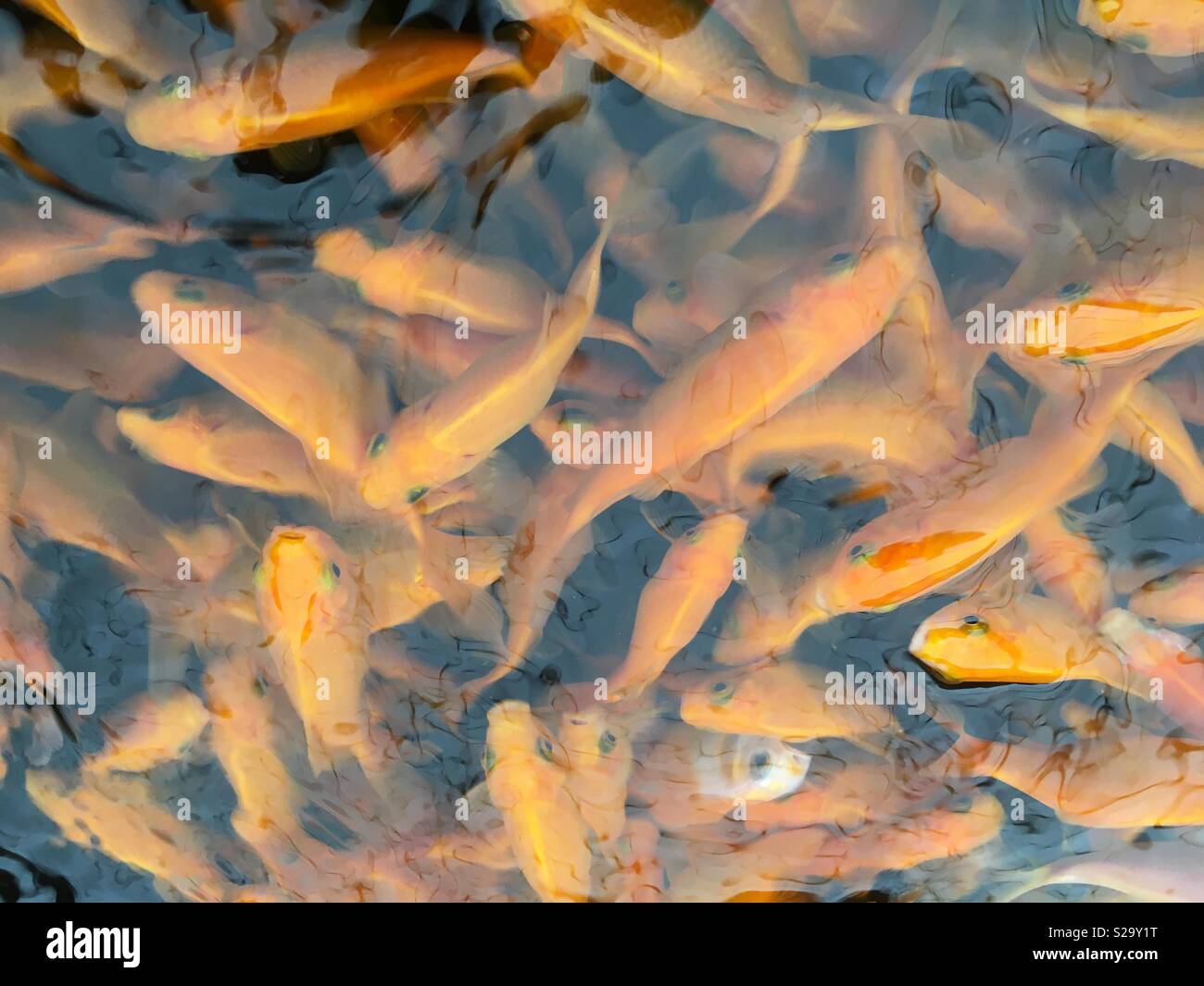 Canary fish hi-res stock photography and images - Alamy