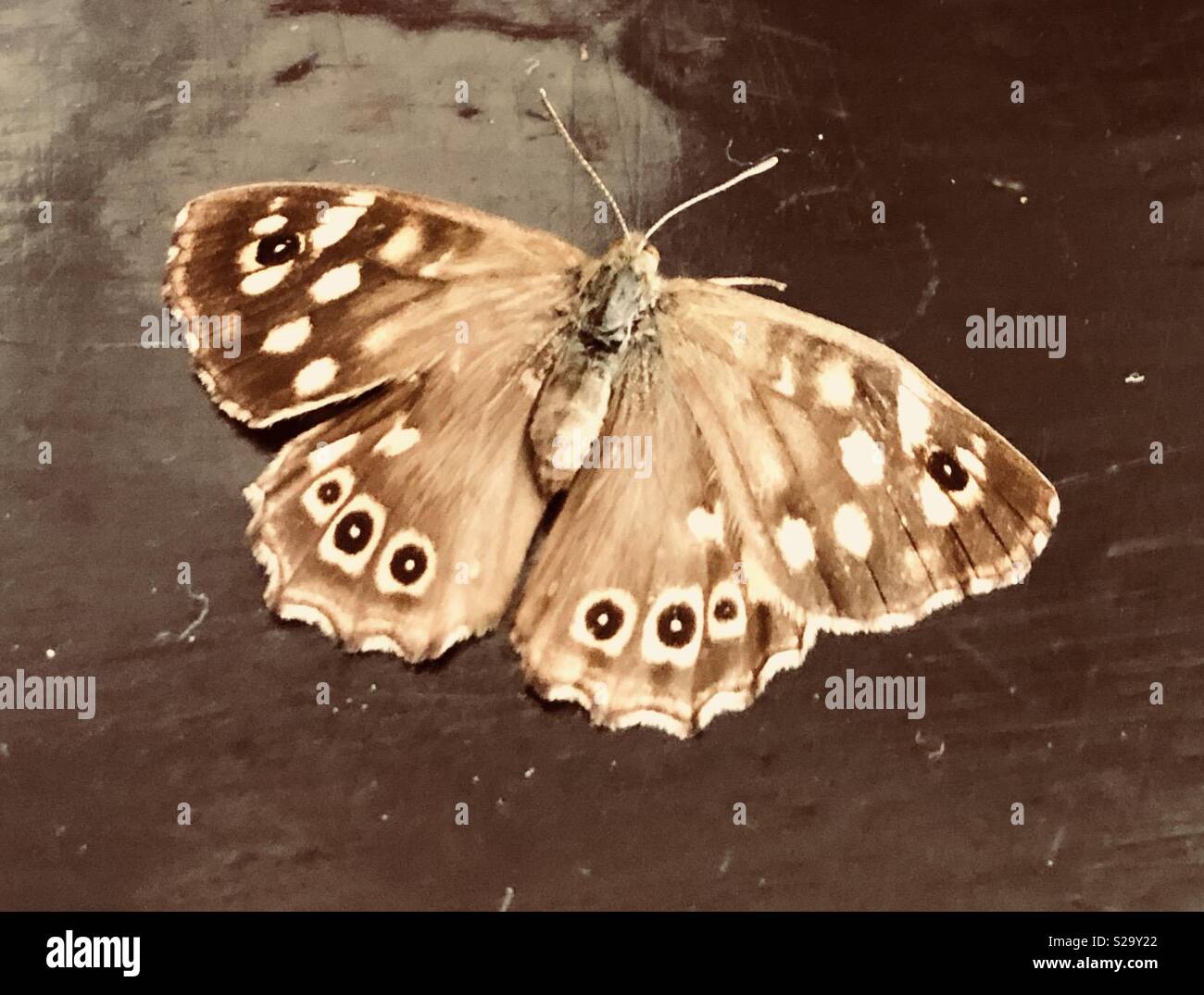 Silent butterfly hi-res stock photography and images - Alamy