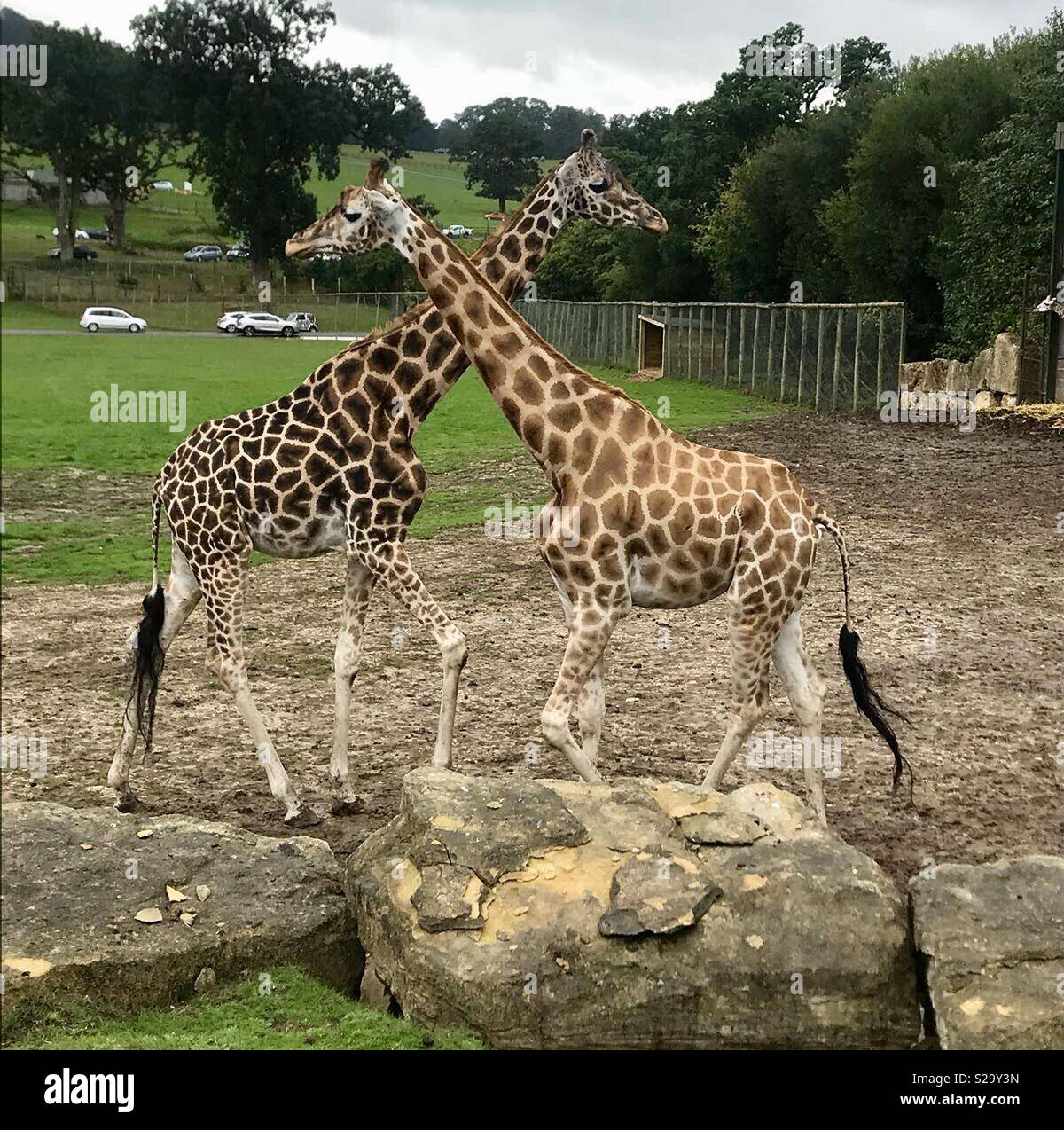 Longleat safari park history hi-res stock photography and images - Alamy