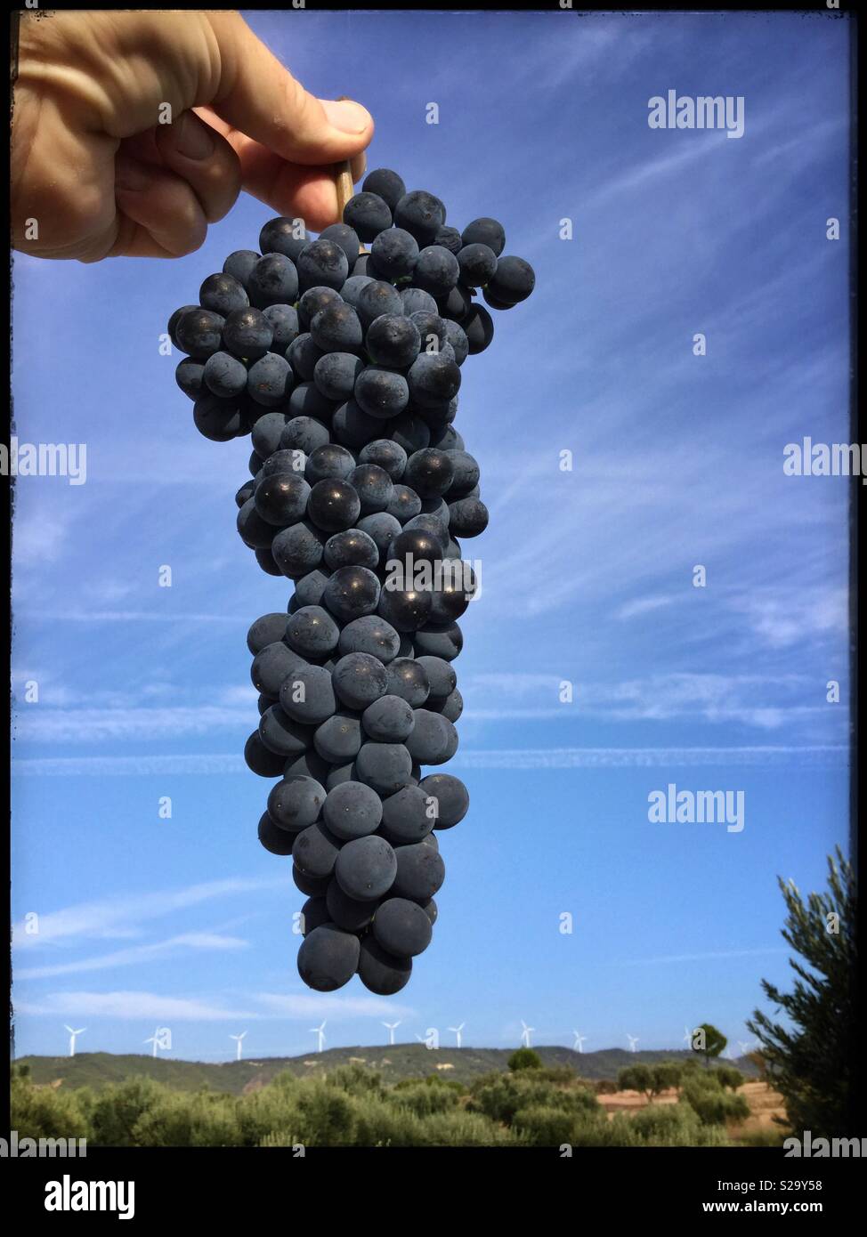 A single cluster of Syrah grapes at harvest, Catalonia, Spain Stock ...