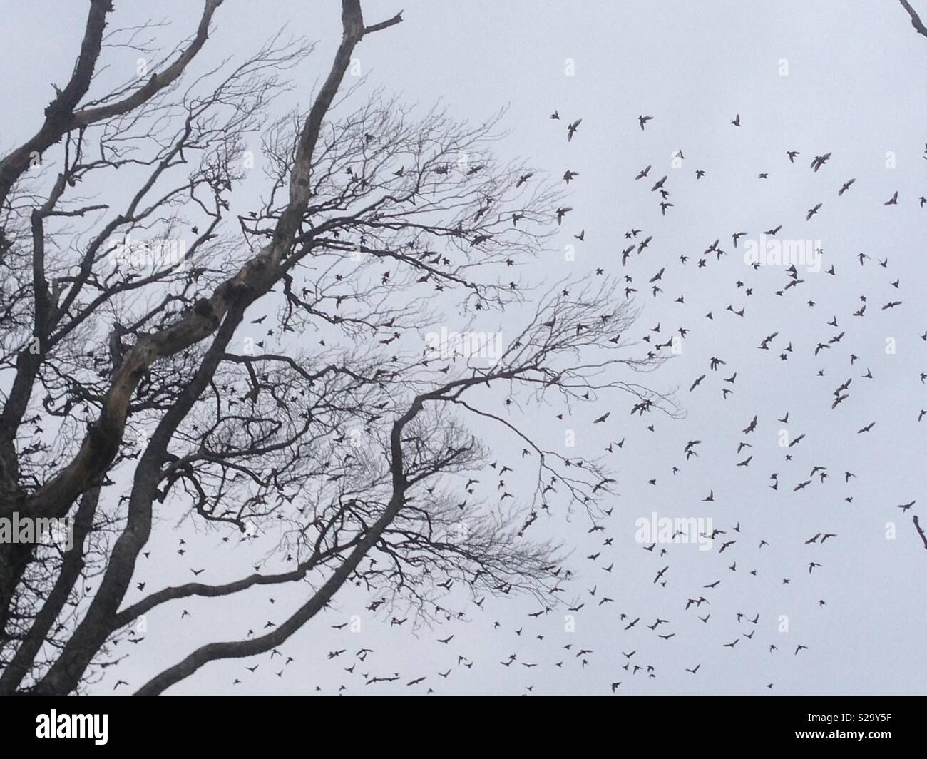Frightened birds hi-res stock photography and images - Alamy