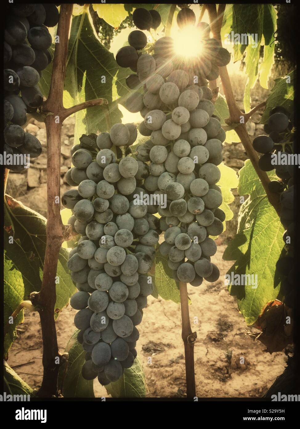 Clusters of Syrah grapes at harvest, Catalonia, Spain Stock Photo - Alamy