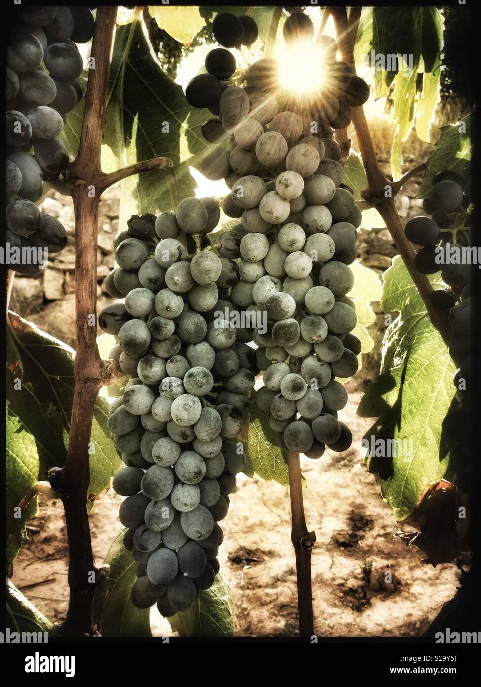 Syrah ripe bunch of syrah wine grapes hi-res stock photography and ...