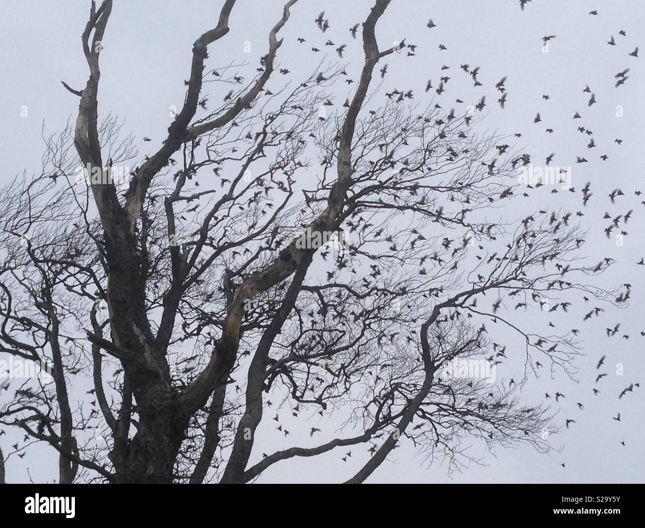 Hundreds of startled birds flying around a leafless tree at twilight ...