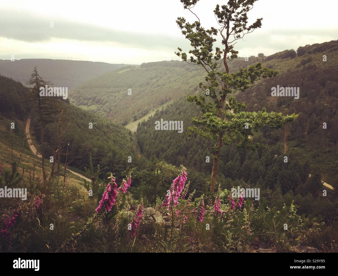 Cwmcarn hi-res stock photography and images - Alamy