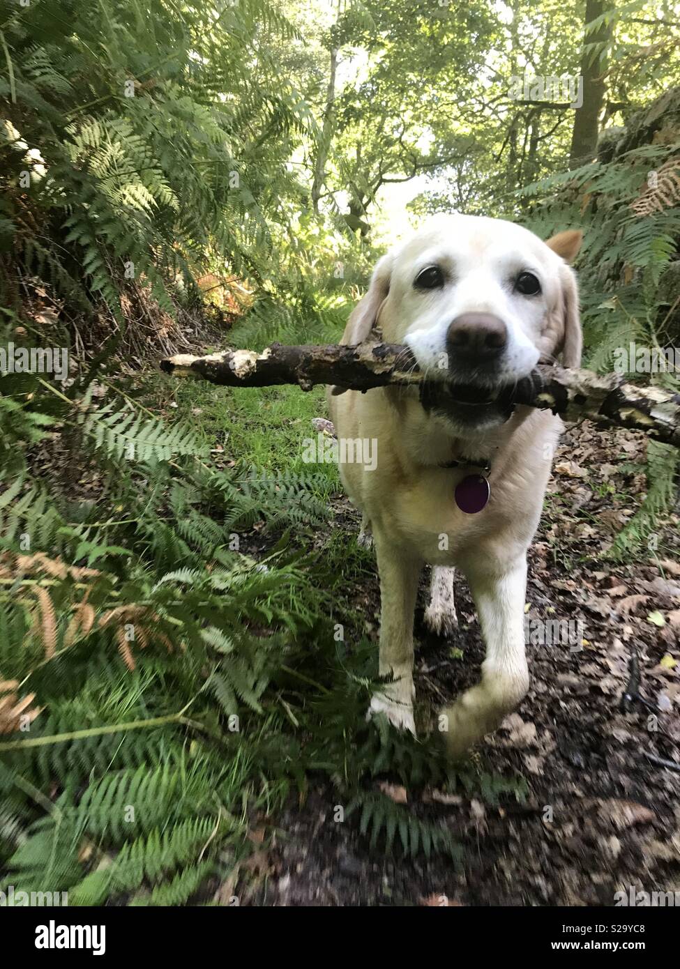 Dog and his stick Stock Photo - Alamy