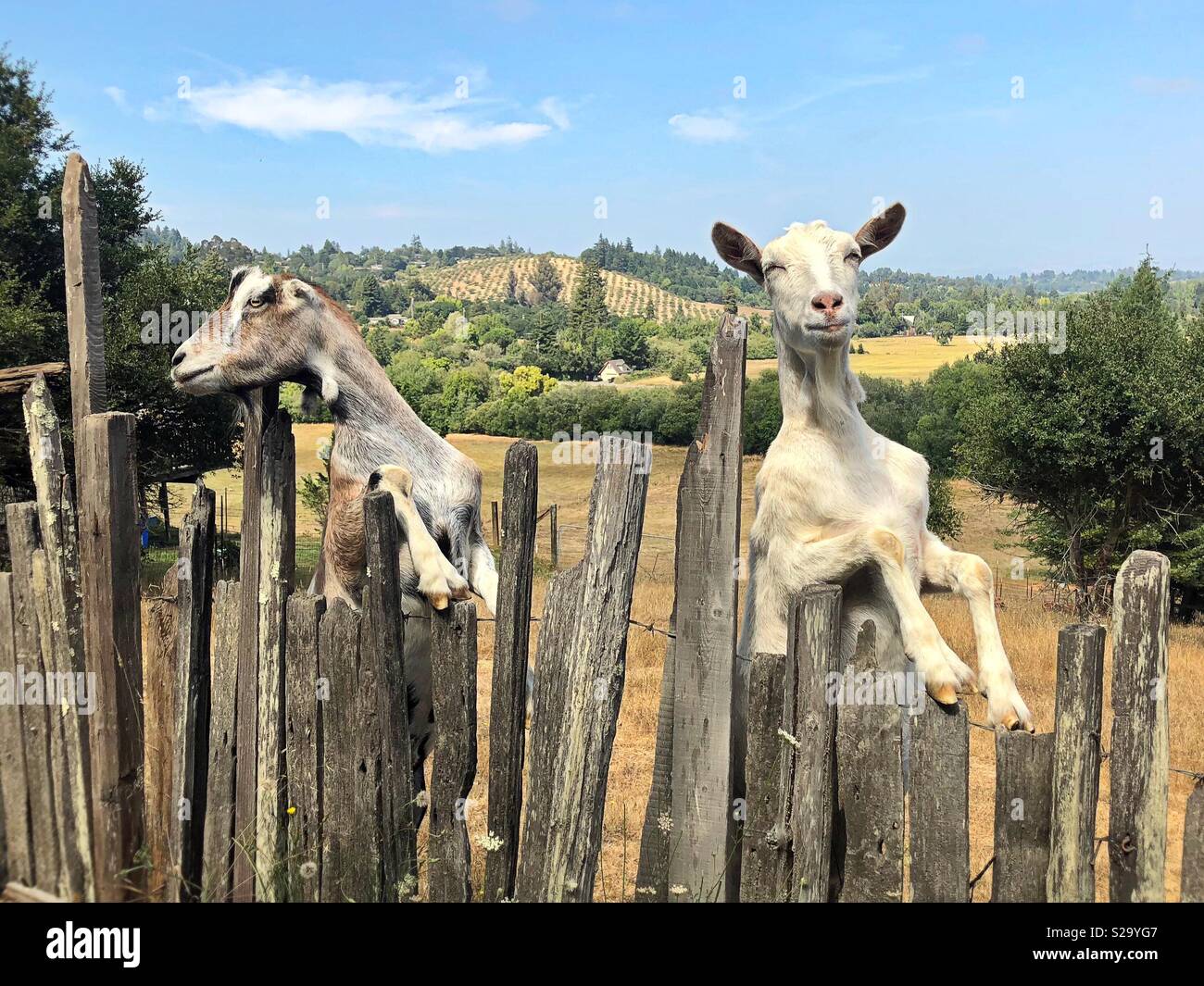 Animal looking over fence hi-res stock photography and images - Alamy
