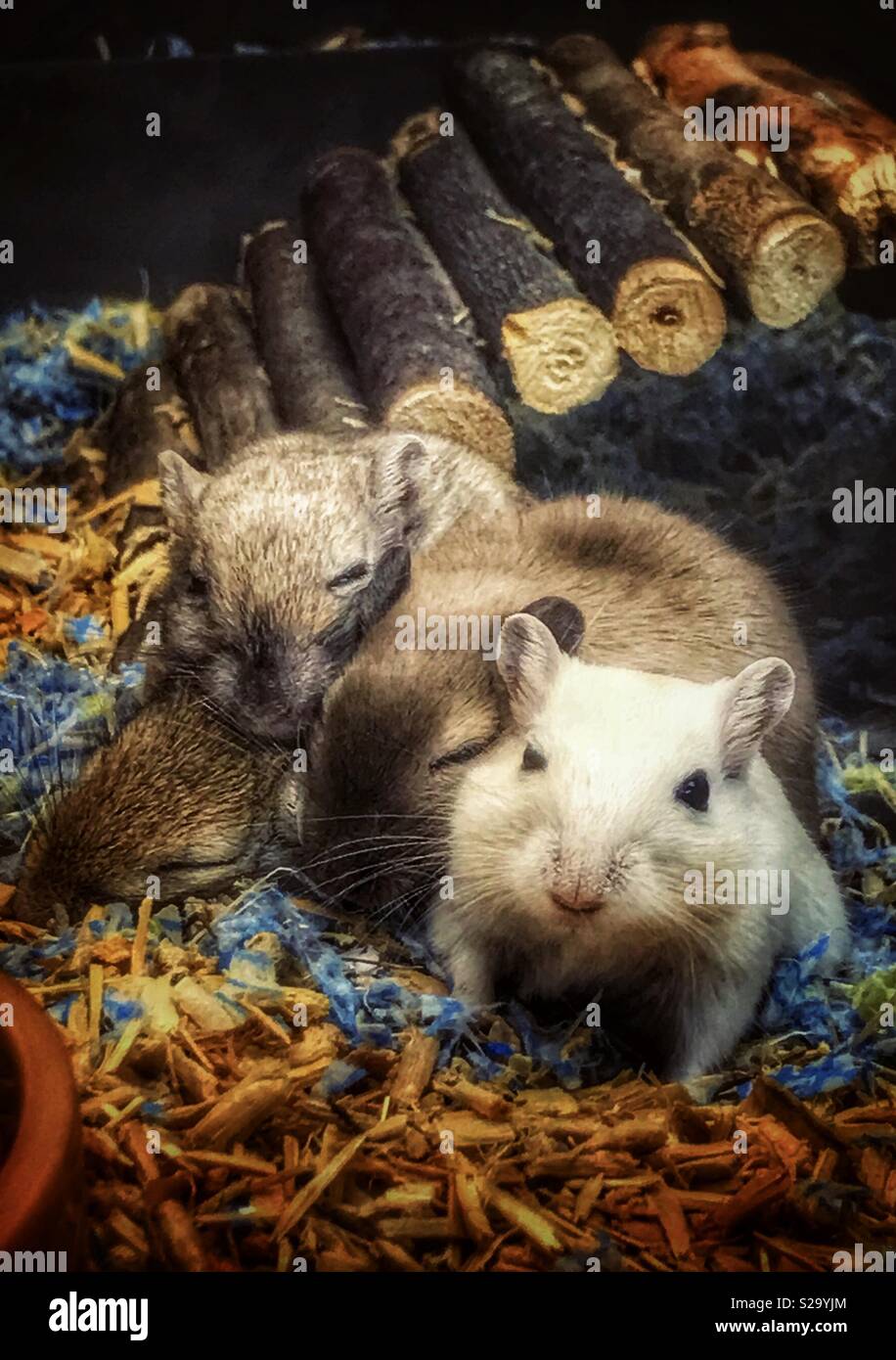 A family of sleeping gerbils Stock Photo - Alamy