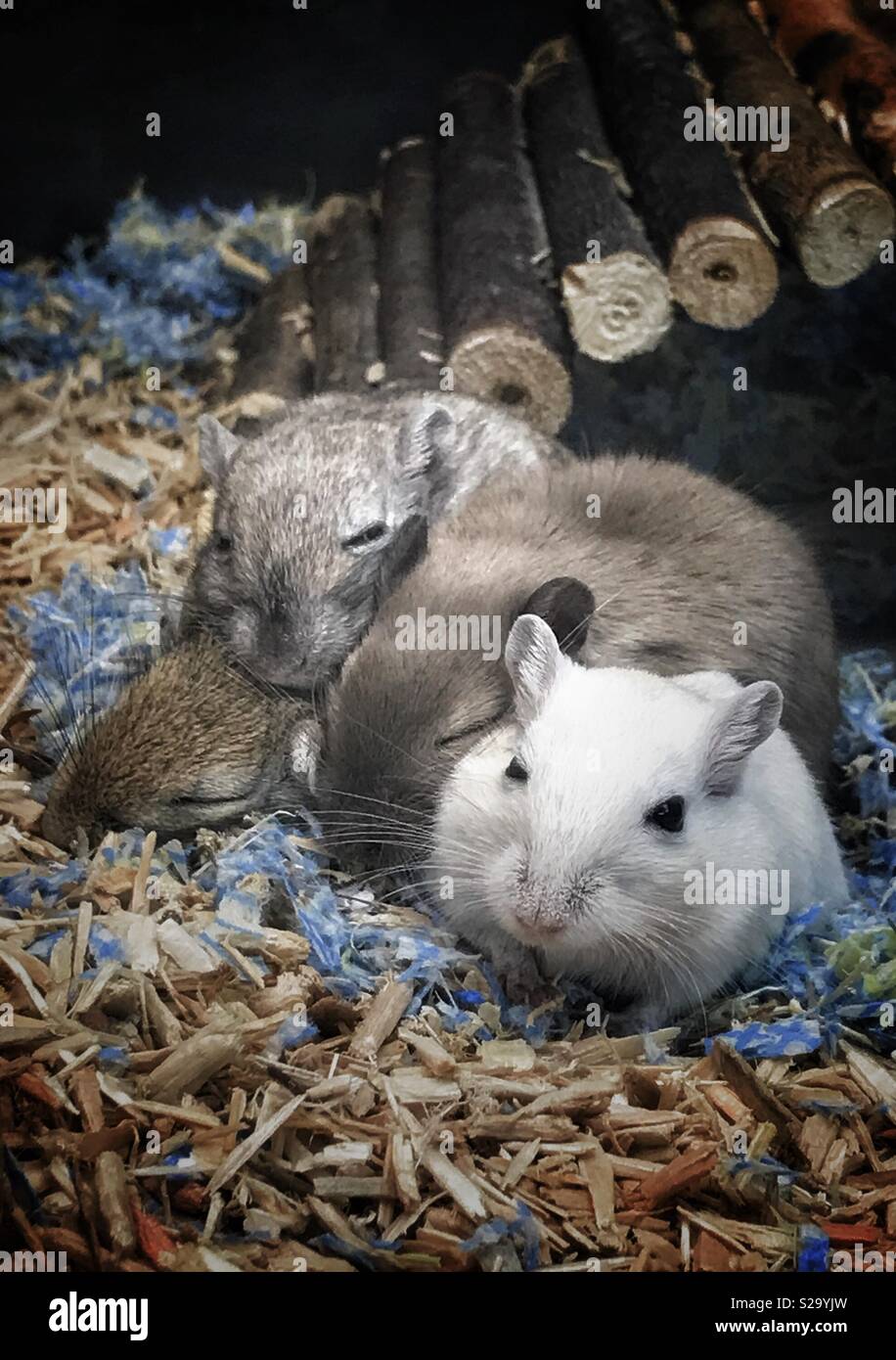 A family of gerbils cuddle together Stock Photo - Alamy