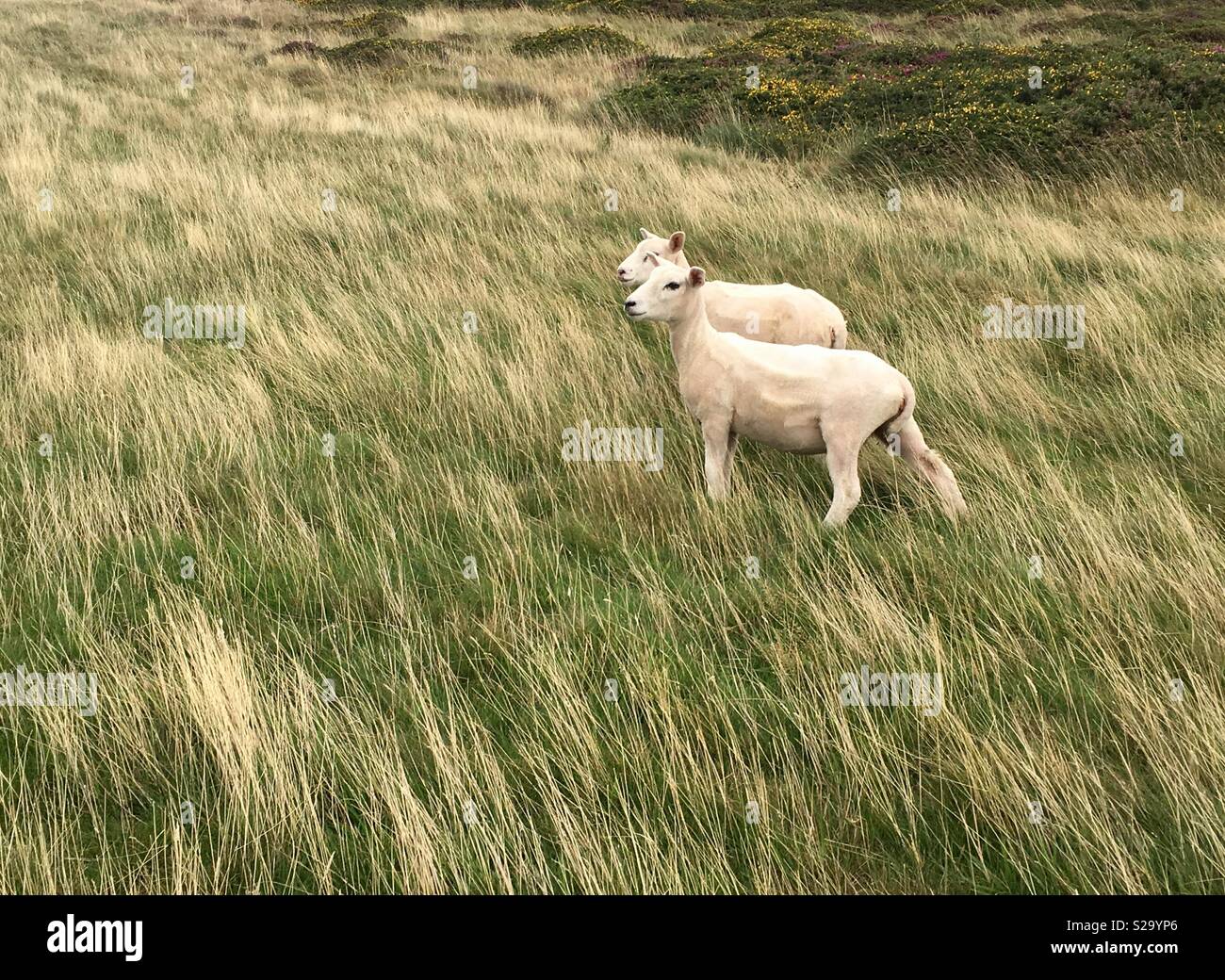Sheared sheep hi-res stock photography and images - Alamy