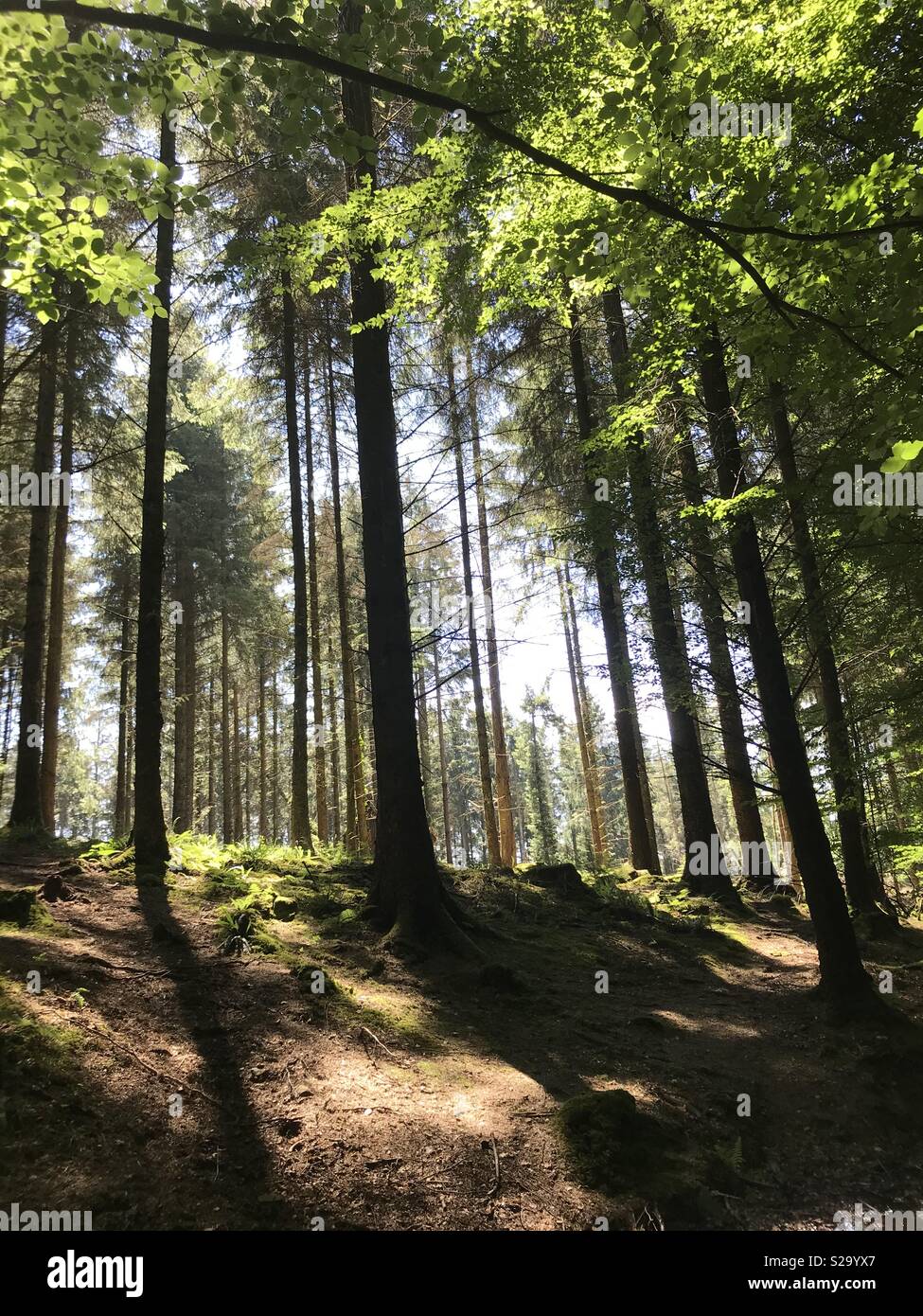 Haldon forest hi-res stock photography and images - Alamy
