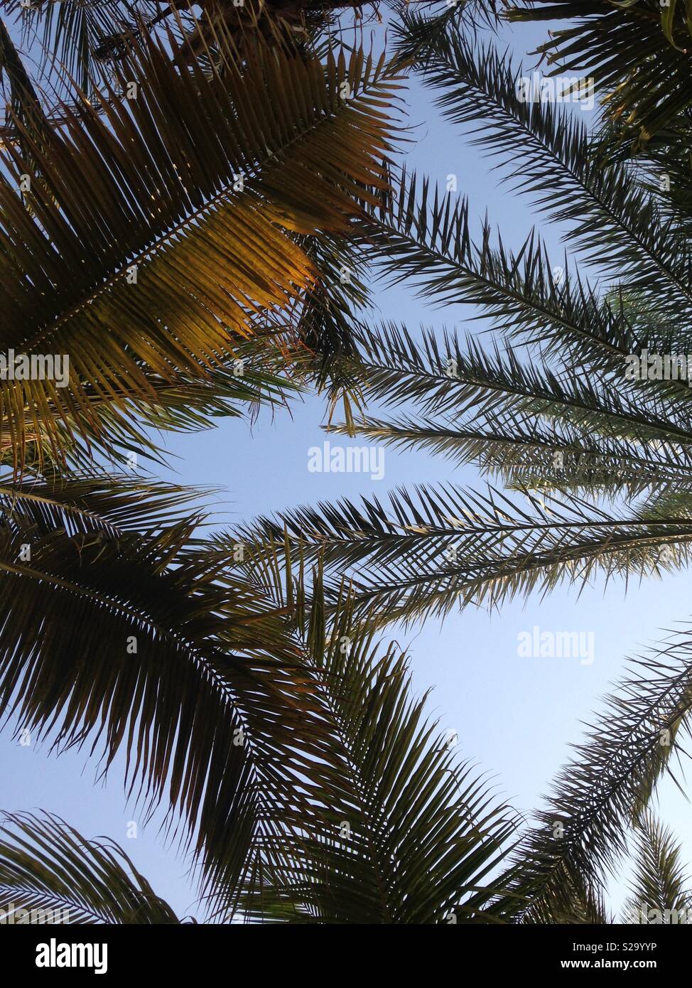 Dubai palm trees hi-res stock photography and images - Alamy