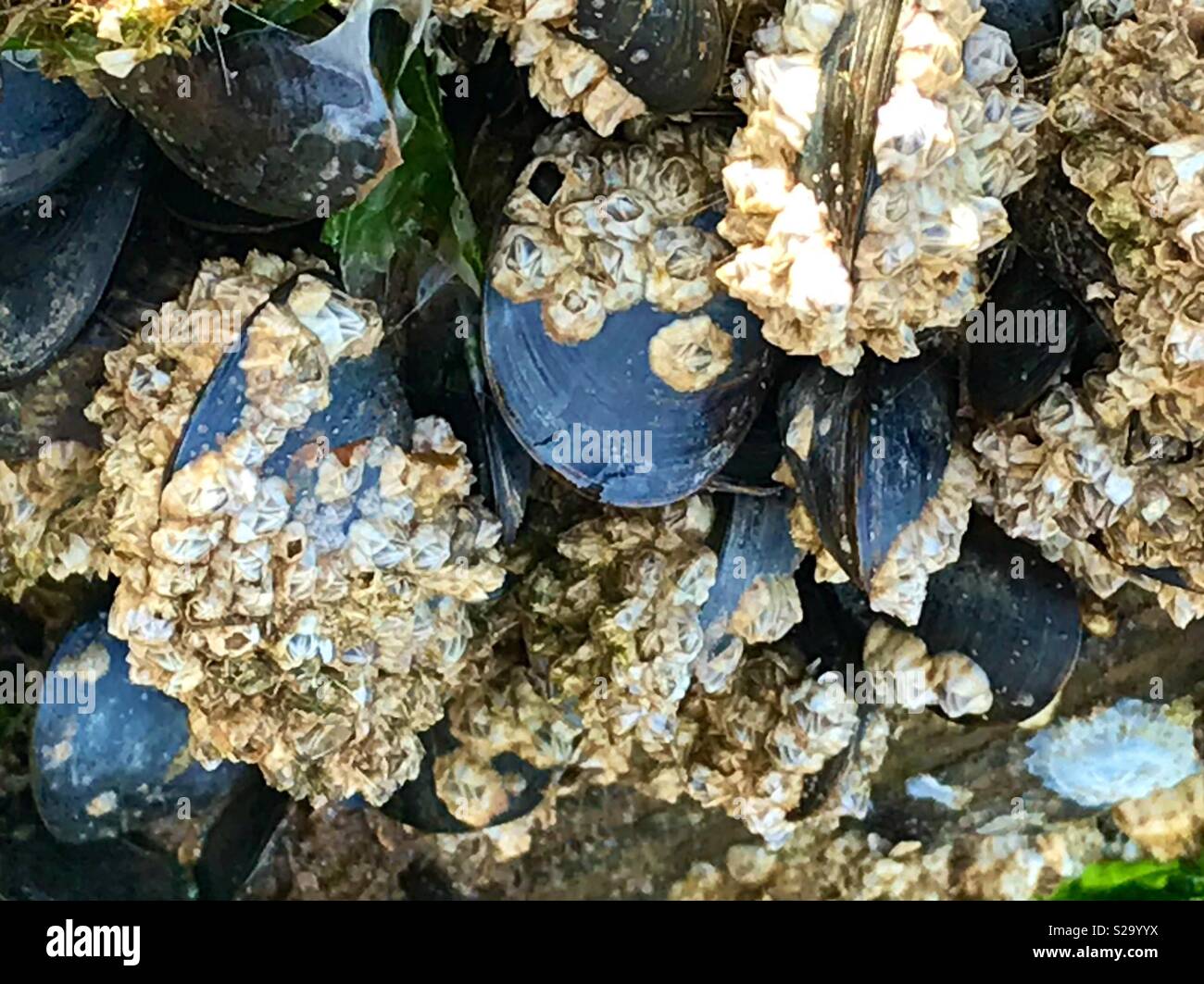 Alive alive oh hi-res stock photography and images - Alamy