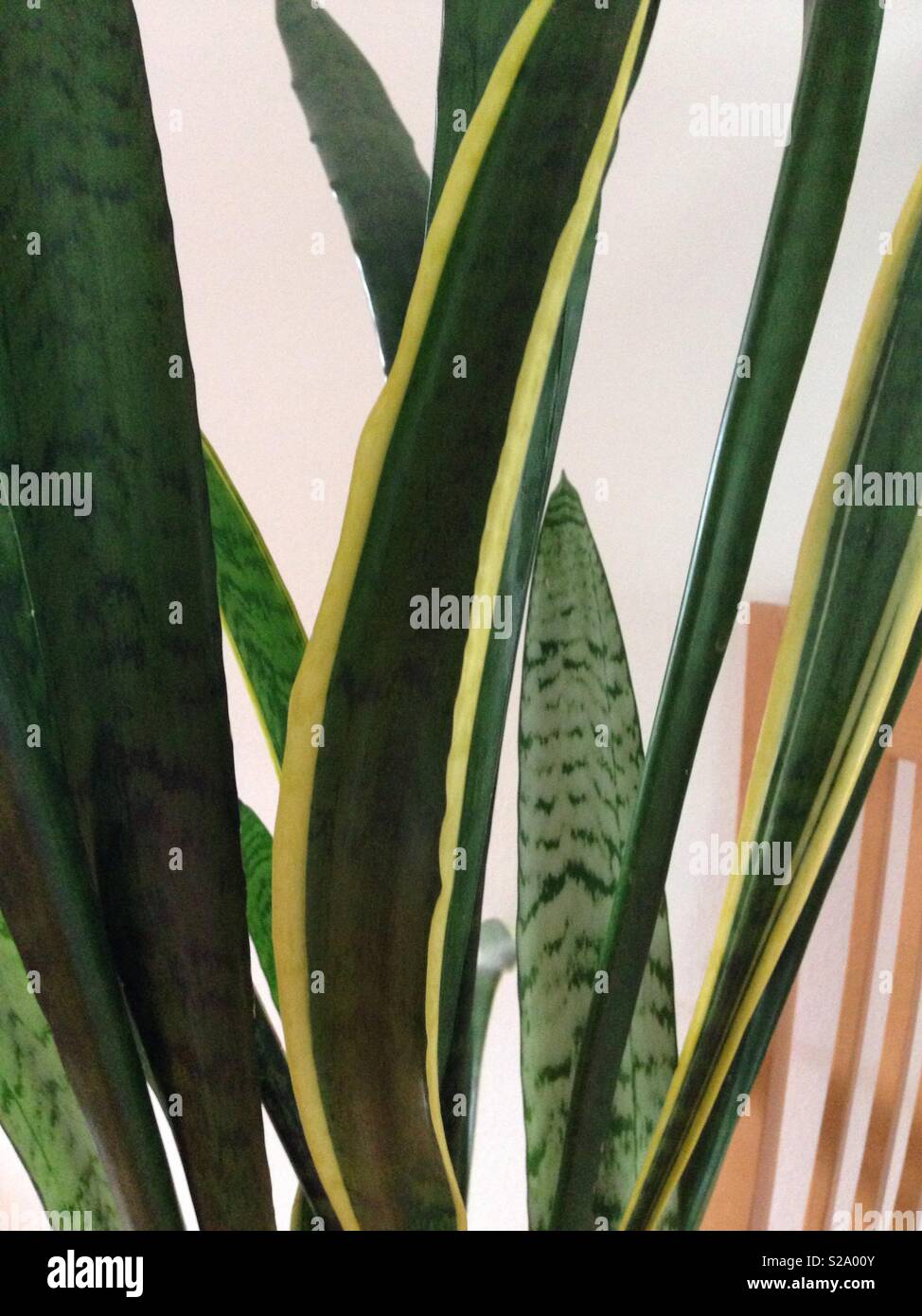 decorative green leaves Stock Photo - Alamy