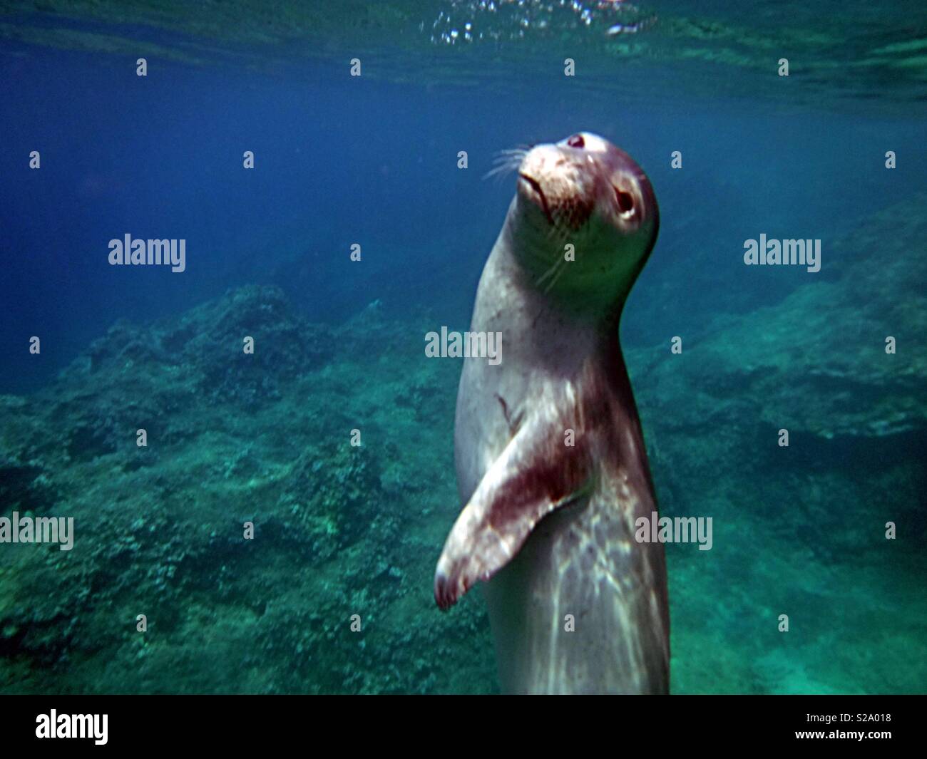 Mediterranean monk seal hi-res stock photography and images - Alamy