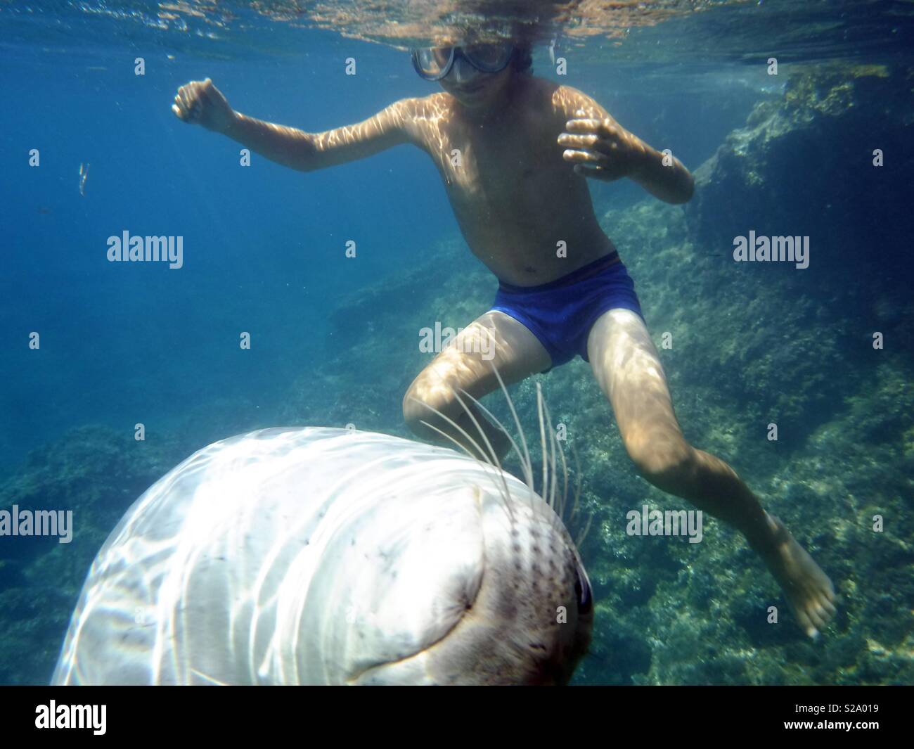 Mediterranean monk seal hi-res stock photography and images - Alamy