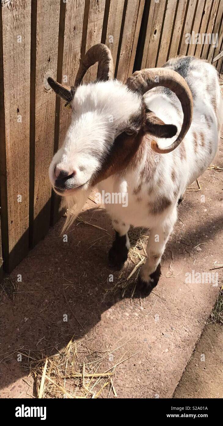 Friendly goat hi-res stock photography and images - Alamy