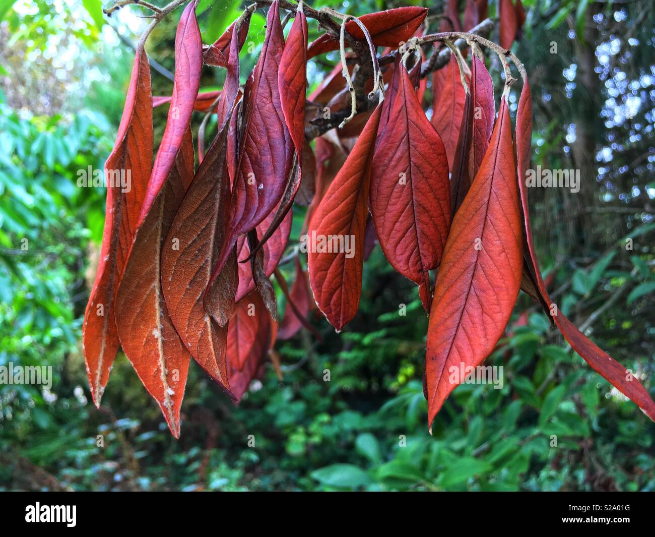 Dead red leaves Stock Photo - Alamy