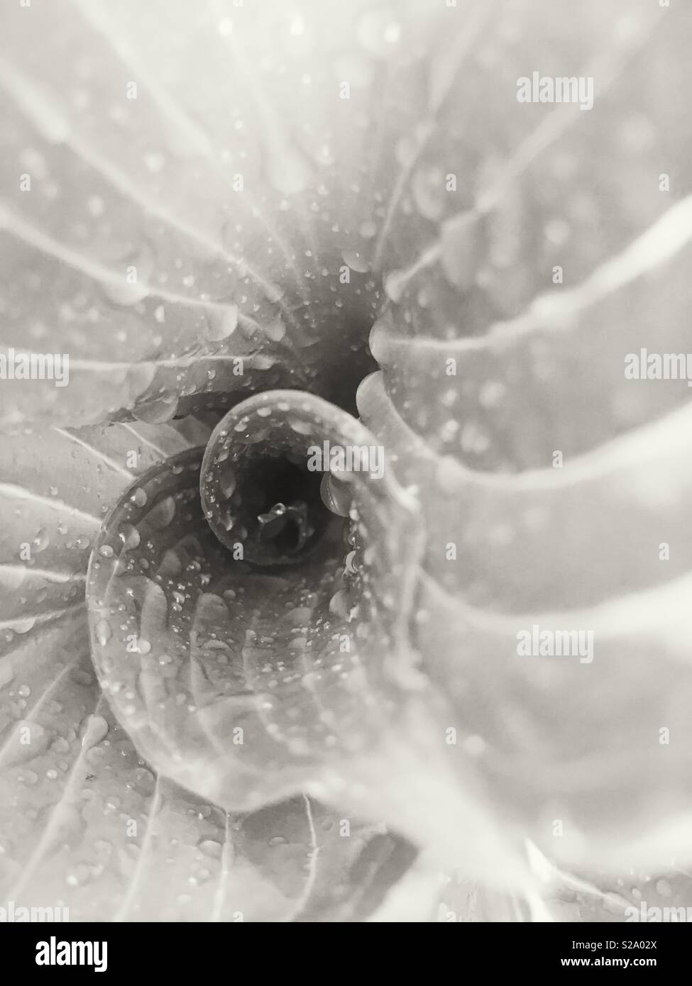 Golden ratio hi-res stock photography and images - Alamy