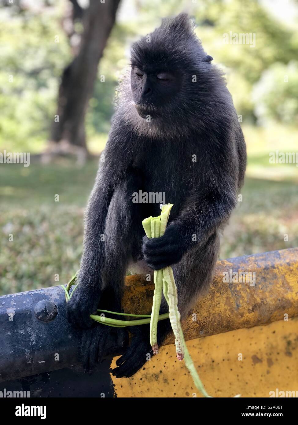Leaf eating monkey hi-res stock photography and images - Alamy