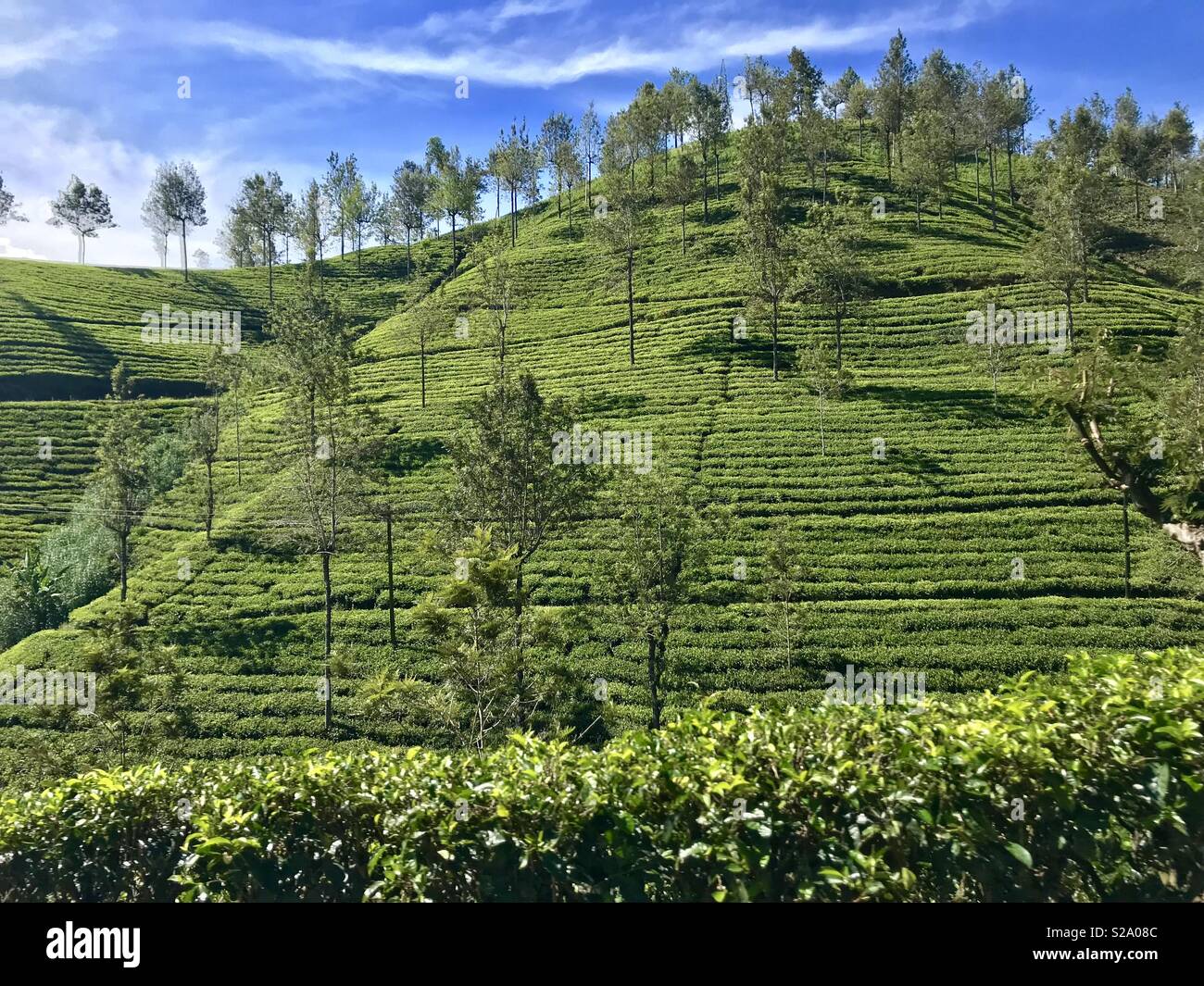 Tea hills hi-res stock photography and images - Alamy