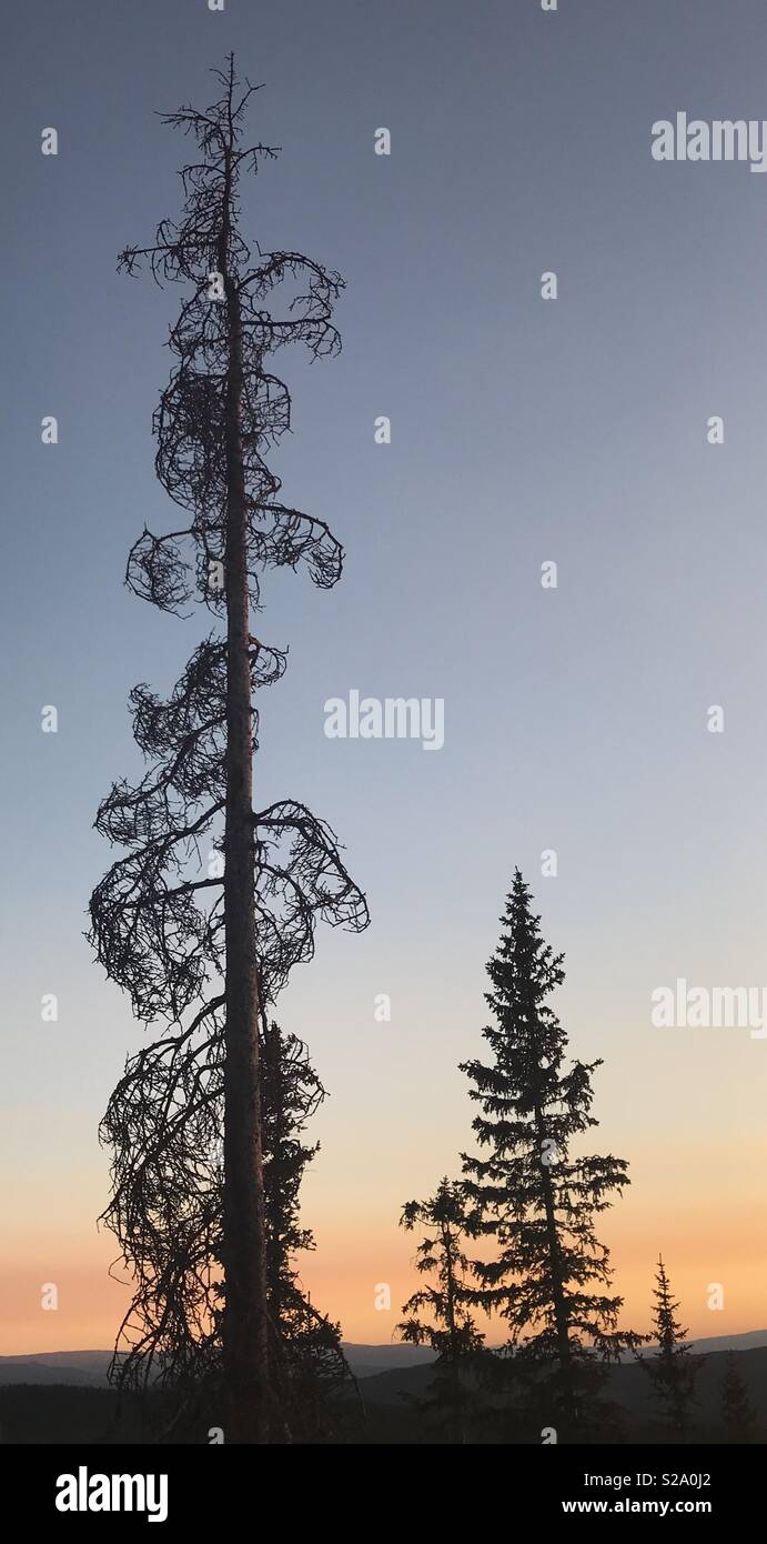 Creepy lookin’ pine trees Stock Photo - Alamy