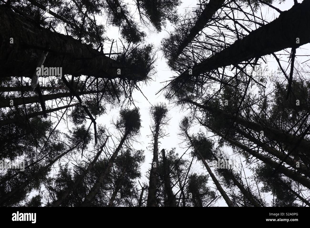 Trees in Abergavenny Stock Photo - Alamy