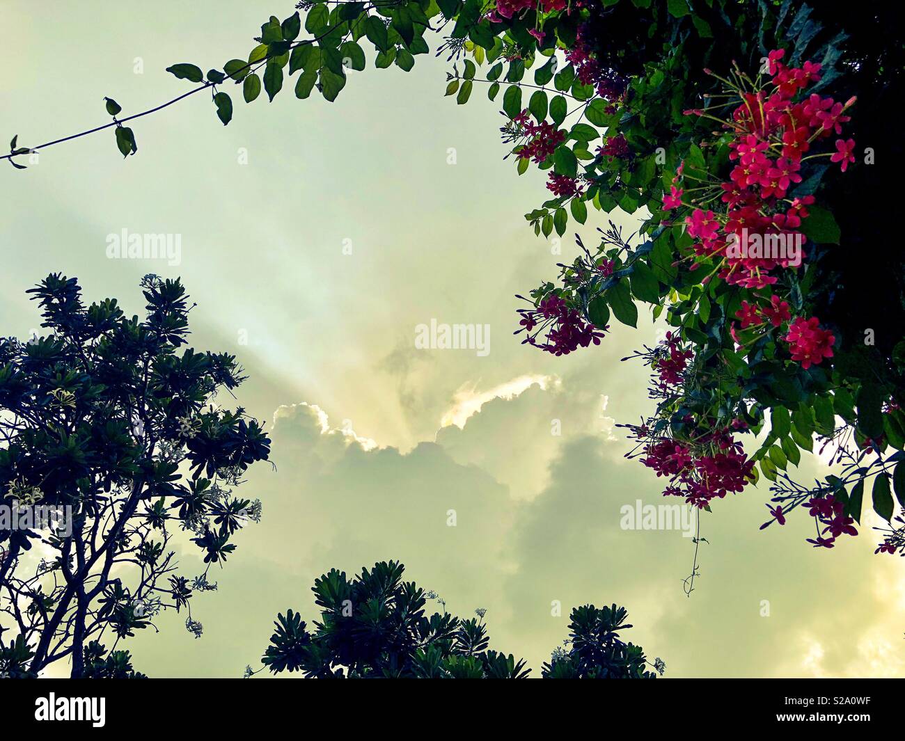 Cloudy bloom hi-res stock photography and images - Alamy