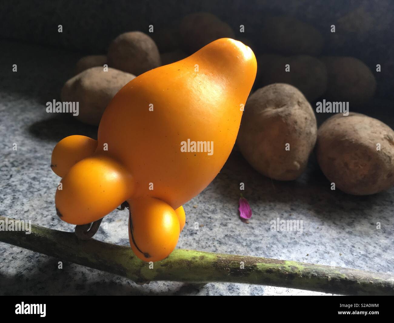 Mickey Mouse Plants High Resolution Stock Photography and Images - Alamy