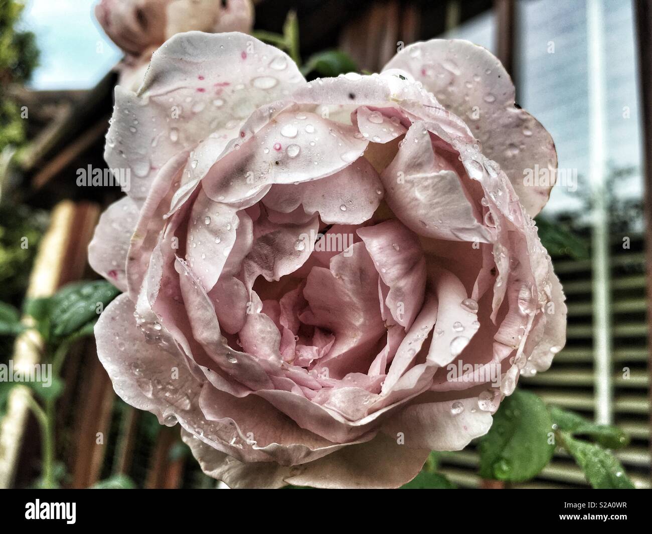 Raining drops hi-res stock photography and images - Alamy
