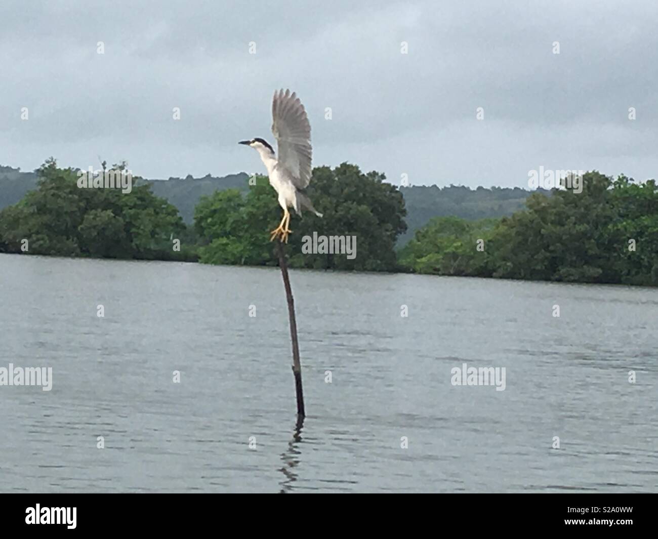 About to fly Stock Photo - Alamy