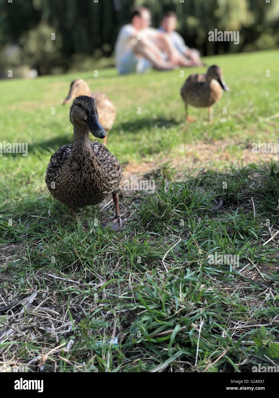 Curious ducks hi-res stock photography and images - Alamy