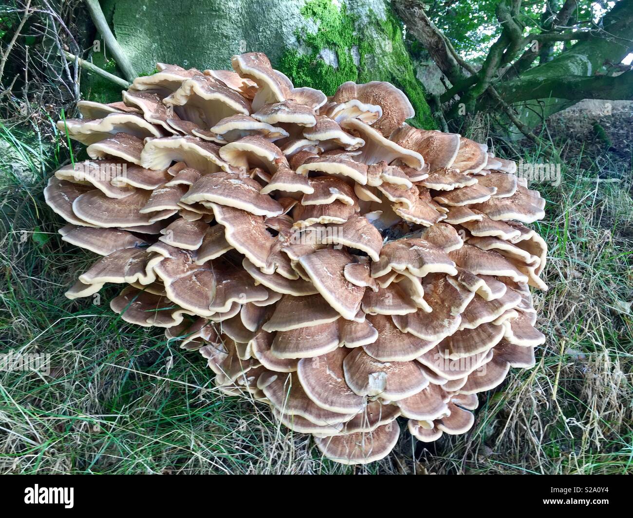 Meripilus Giganteus High Resolution Stock Photography and Images - Alamy