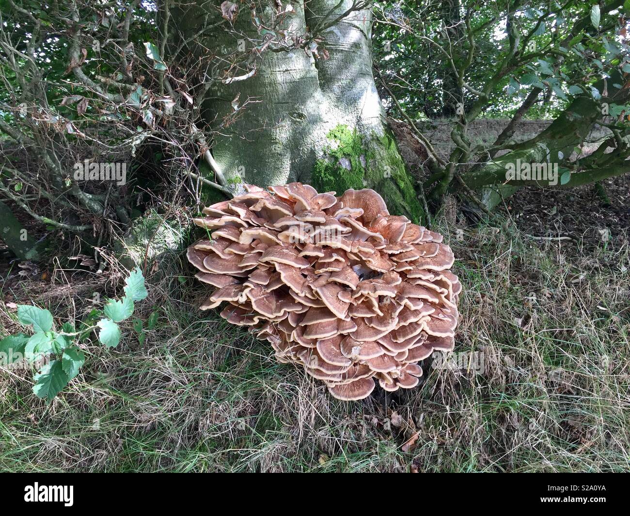 Meripilus giganteus giant polypore Stock Photo - Alamy