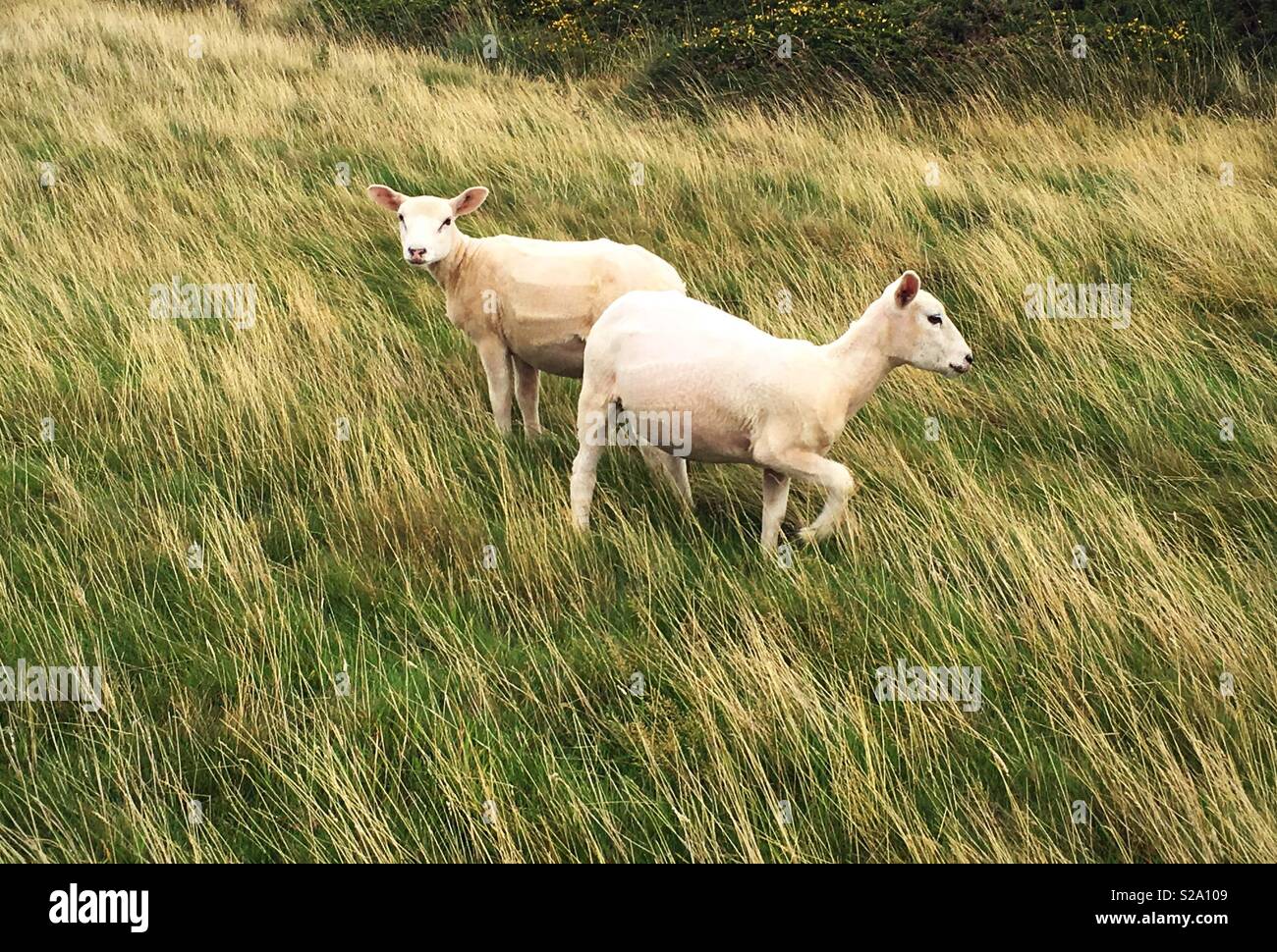 Sheared hi-res stock photography and images - Alamy