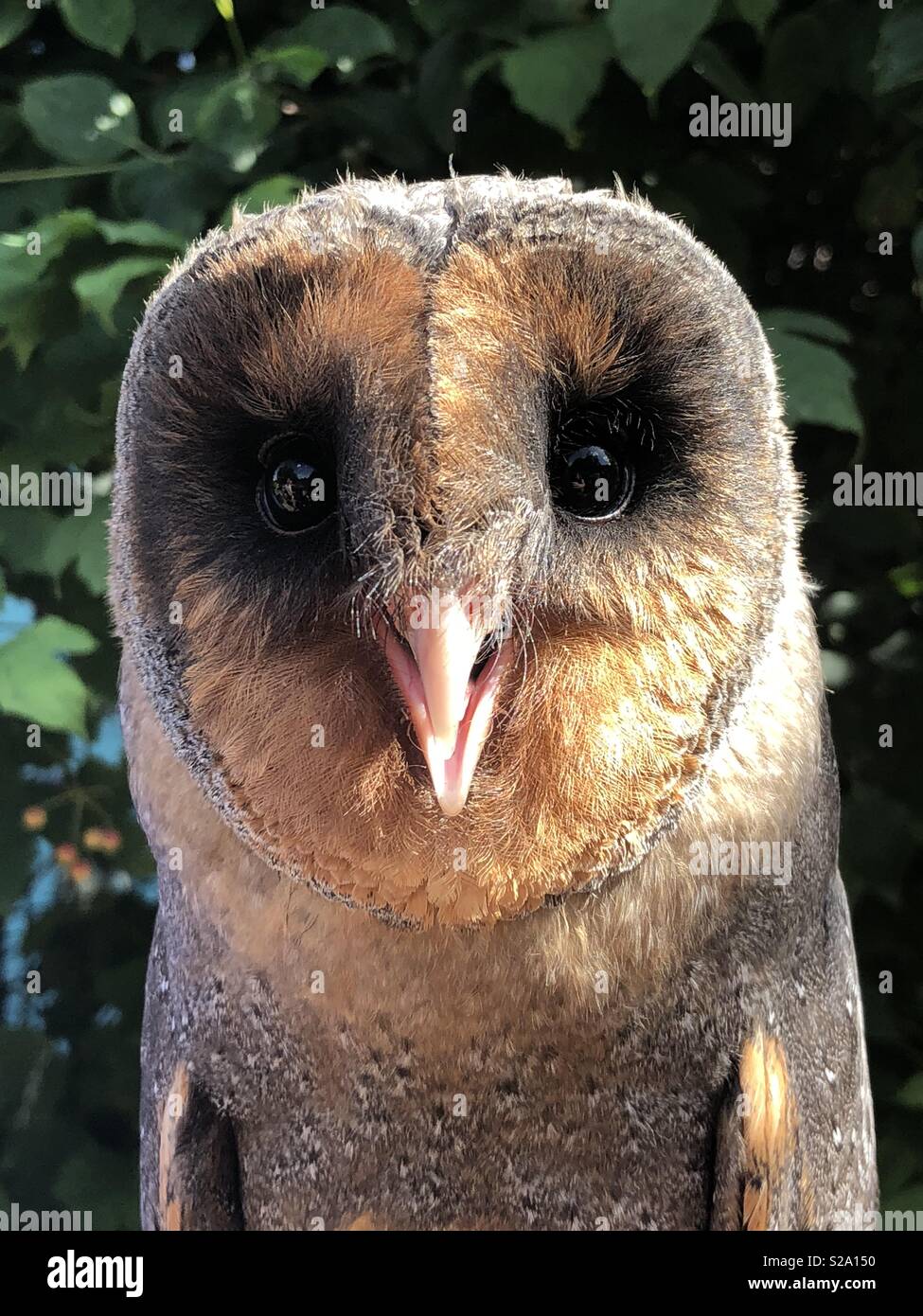 Melanistic Black Barn Owl