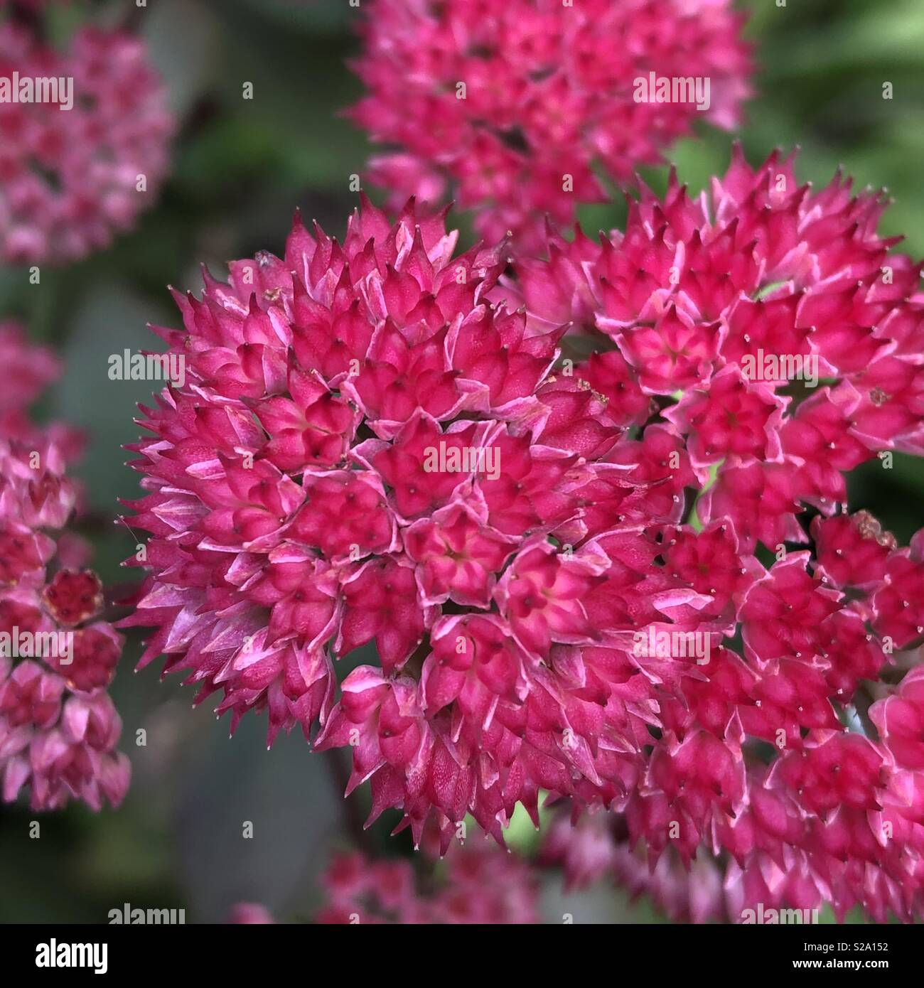 Stonecrops hi-res stock photography and images - Alamy