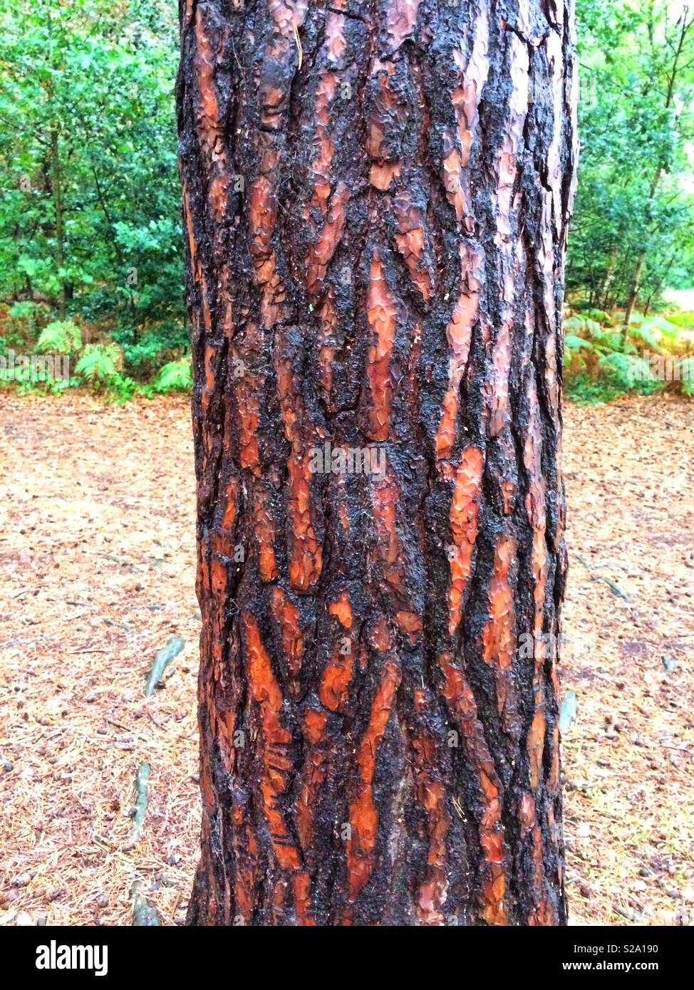 Red brown trunk hi-res stock photography and images - Alamy