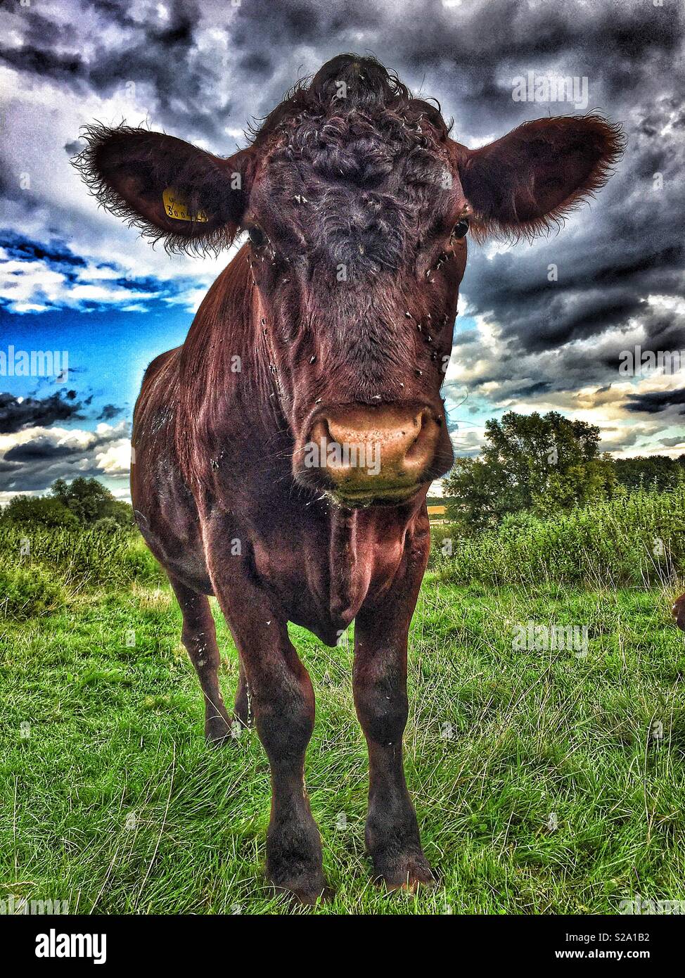 Bull in a field Stock Photo - Alamy