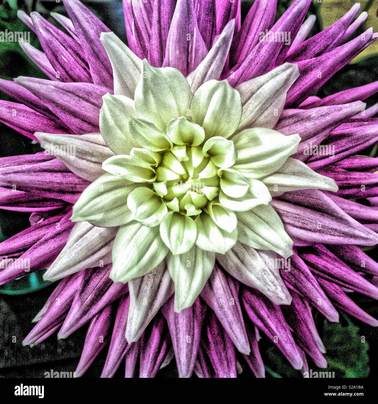 Close-up of an award winning Dahlia Flower Stock Photo - Alamy