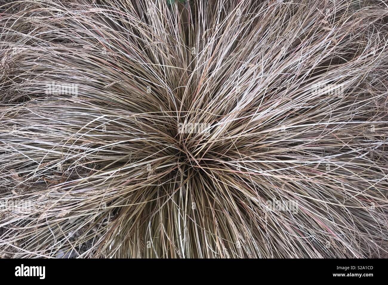 Grass Stems High Resolution Stock Photography and Images - Alamy