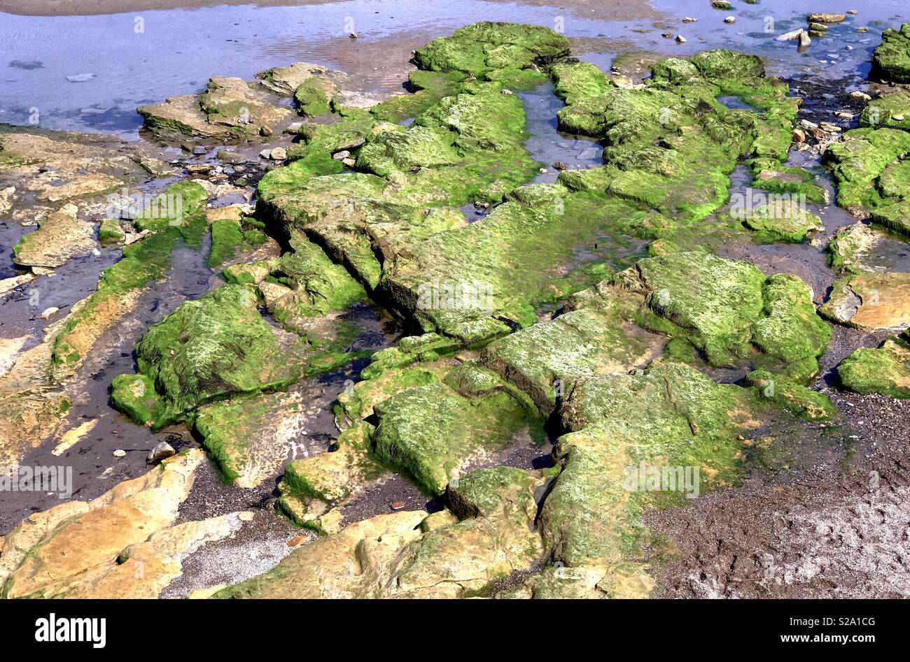 Rocks green algae hi-res stock photography and images - Alamy