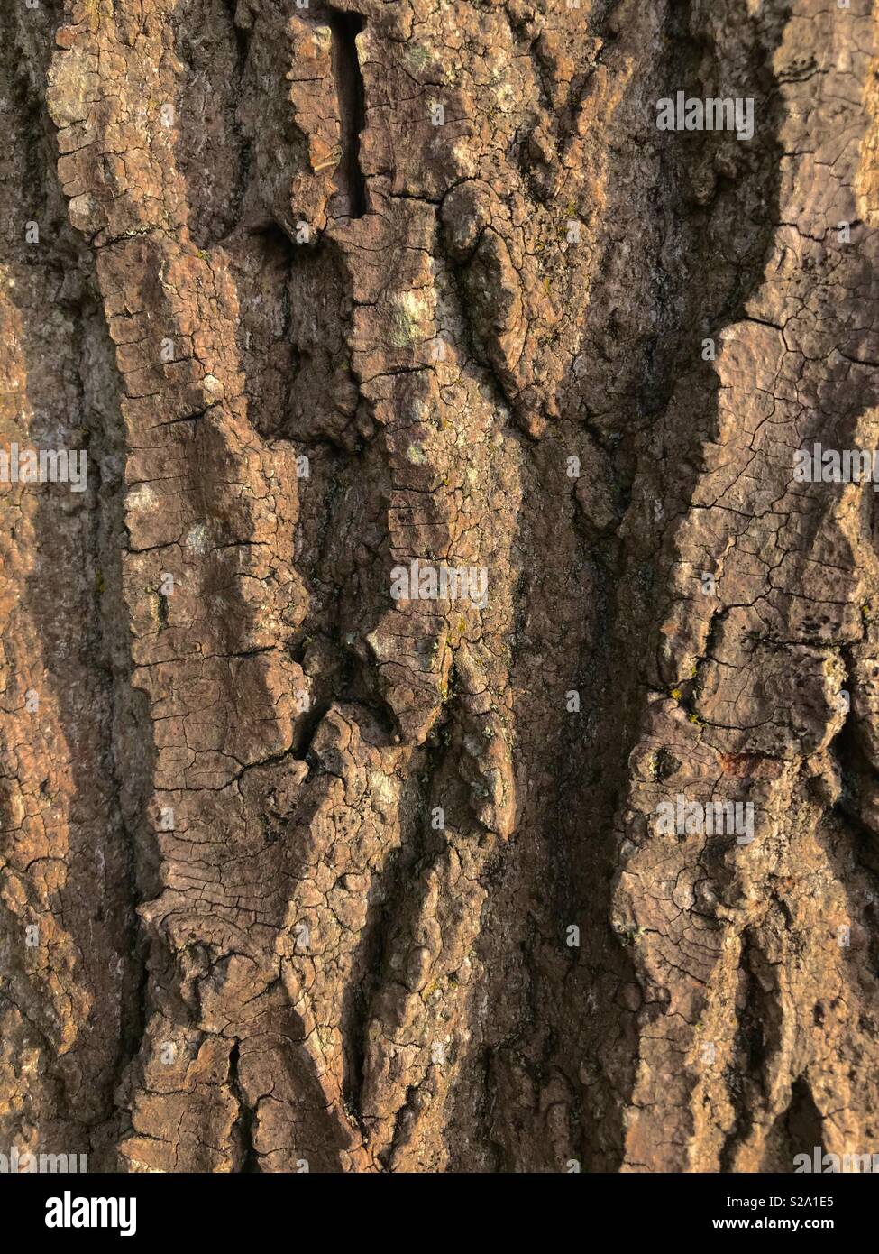 Close up detail texture of tree bark Stock Photo - Alamy