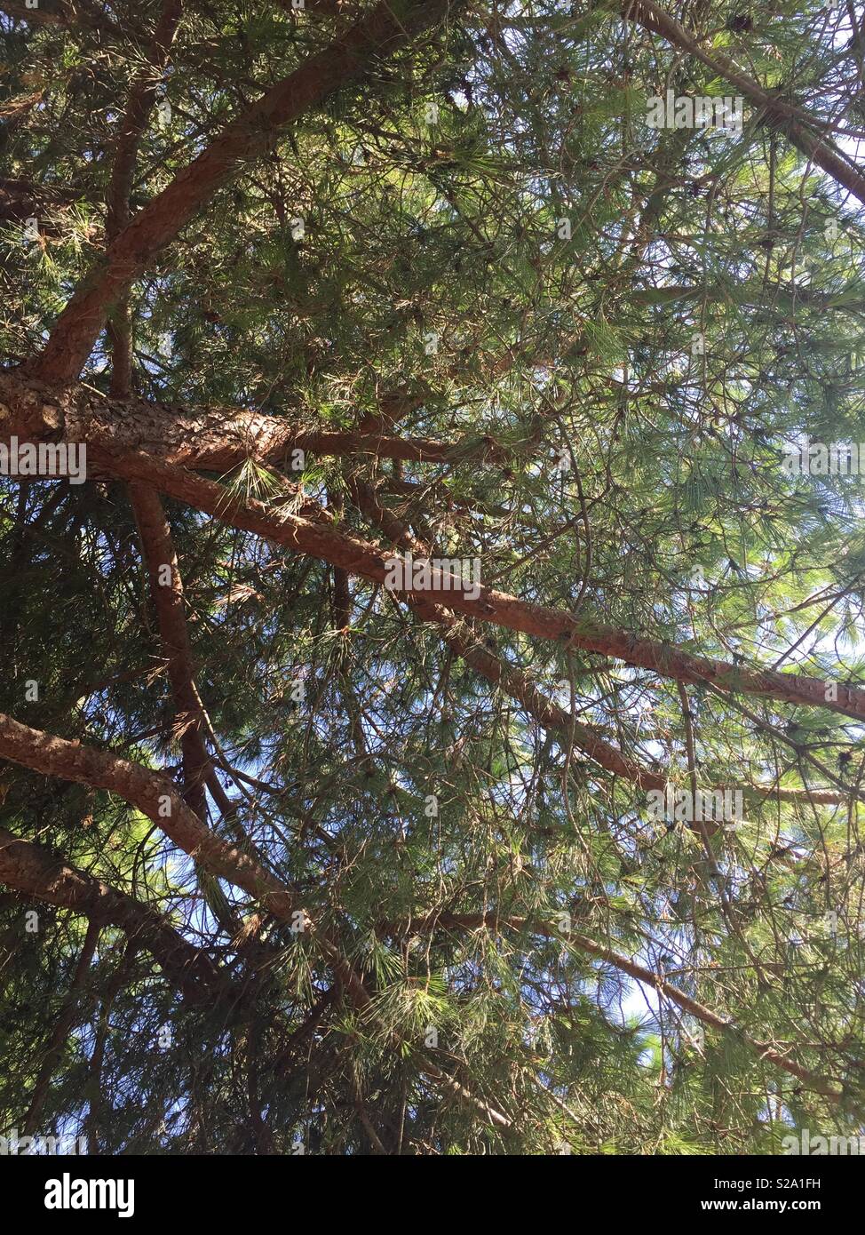 Under a tree canopy Stock Photo - Alamy