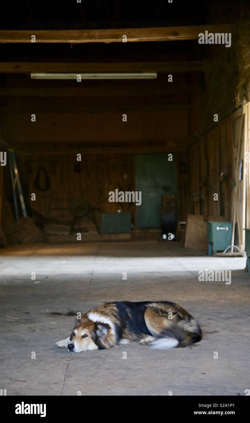 Barn dog hi-res stock photography and images - Alamy