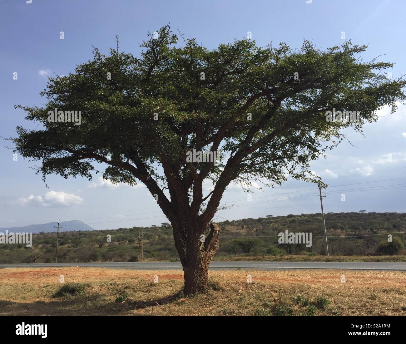 Acacia shrubs hi-res stock photography and images - Alamy