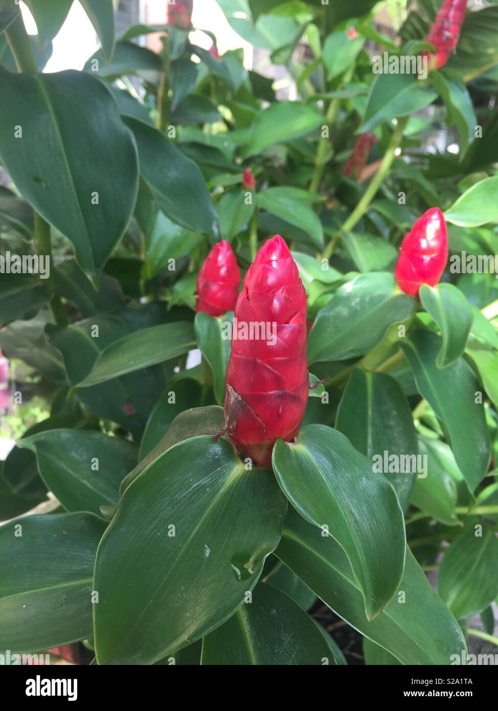 Costus plant tree hi-res stock photography and images - Alamy