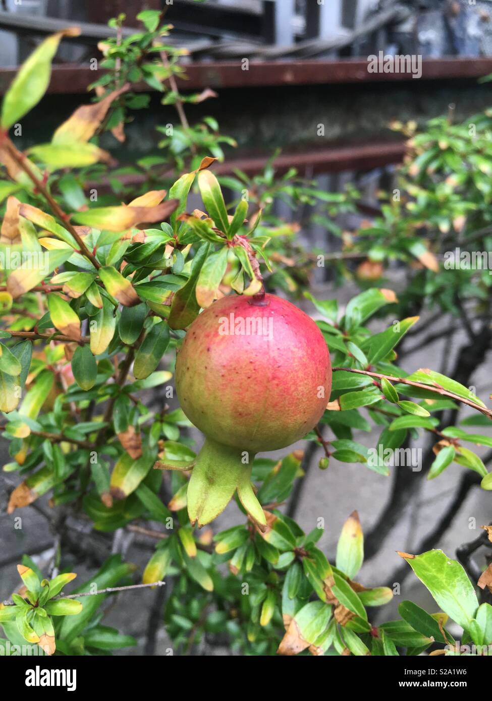 Small Pomgrenade on a tree Stock Photo - Alamy