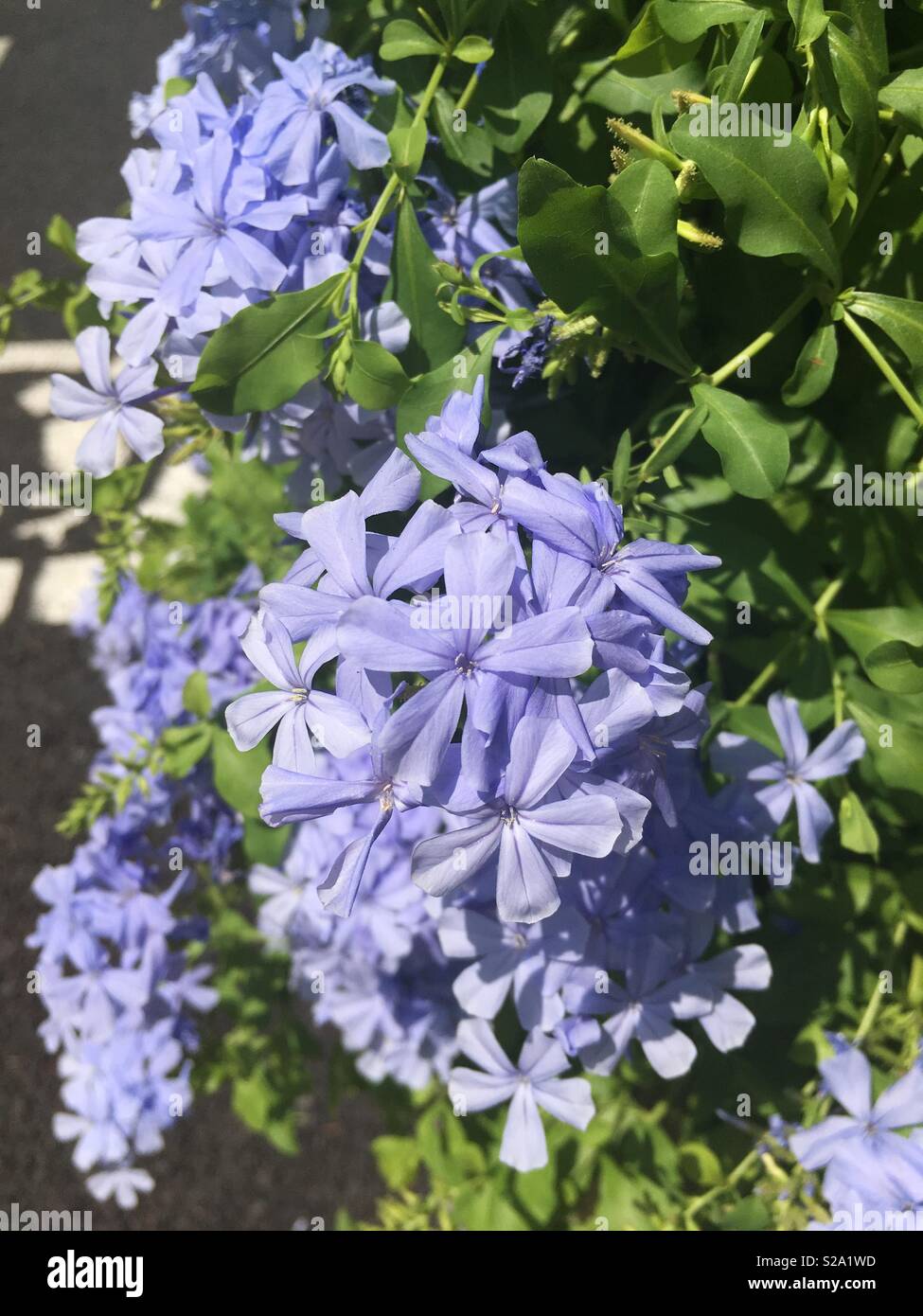 Pretty Blue Flowers Stock Photo - Alamy