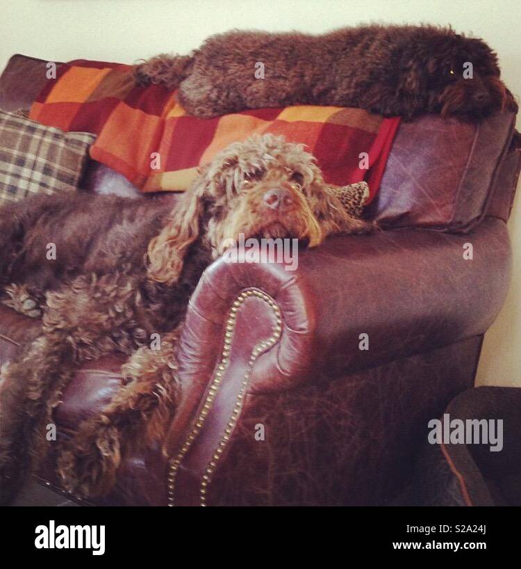 Snoozing hi-res stock photography and images - Alamy